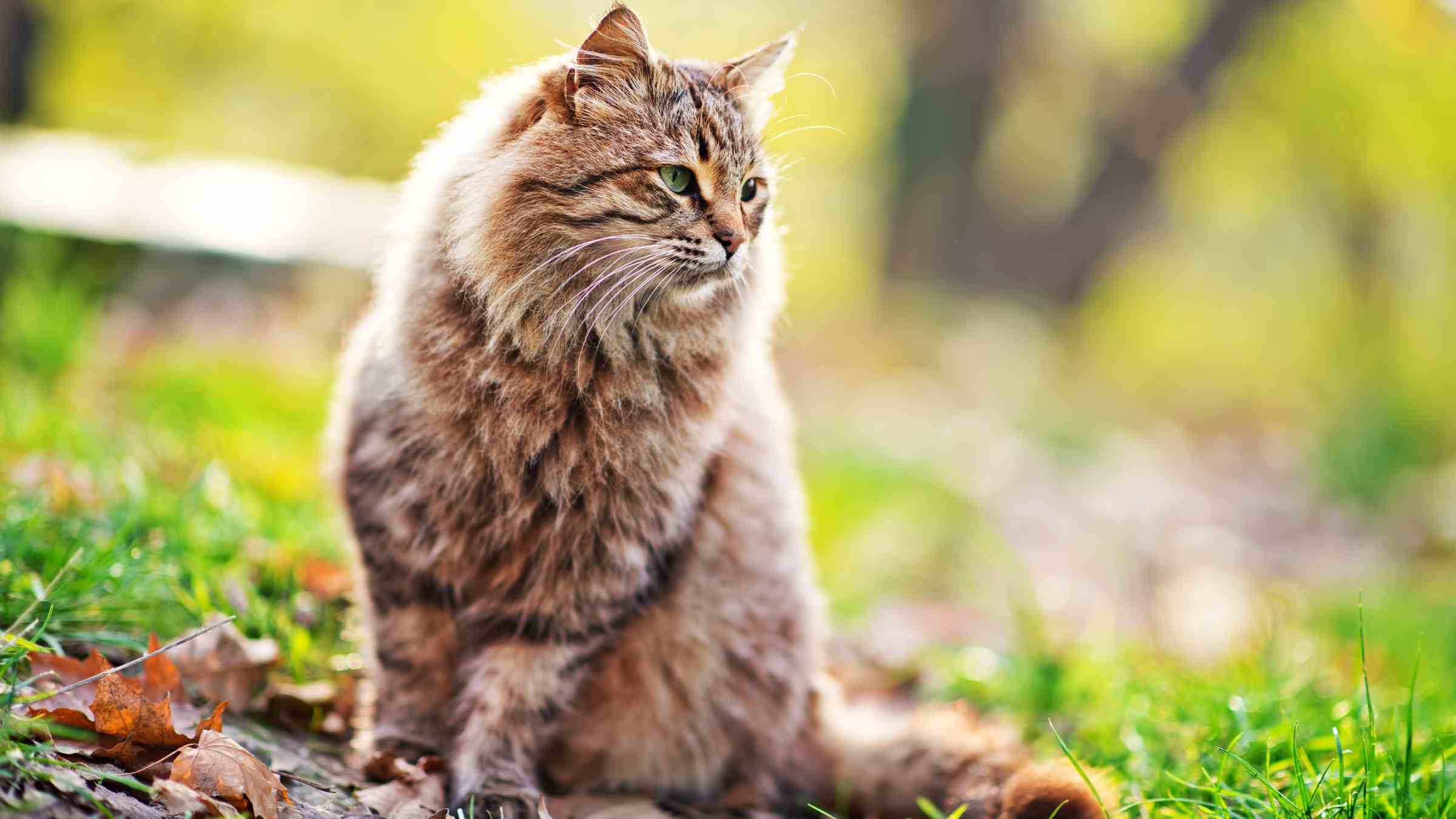 6 Ways to Care For Your Cat Naturally – SoyKitty