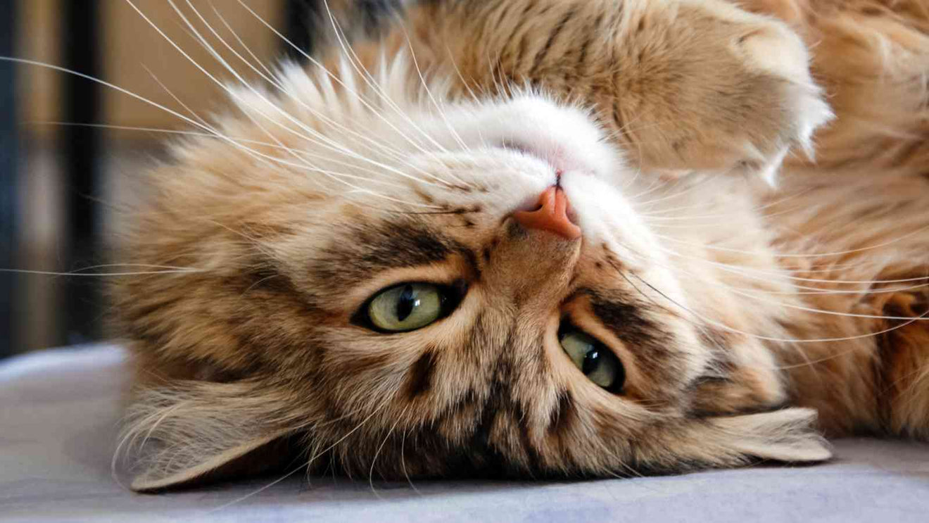 Contact Us - SoyKitty